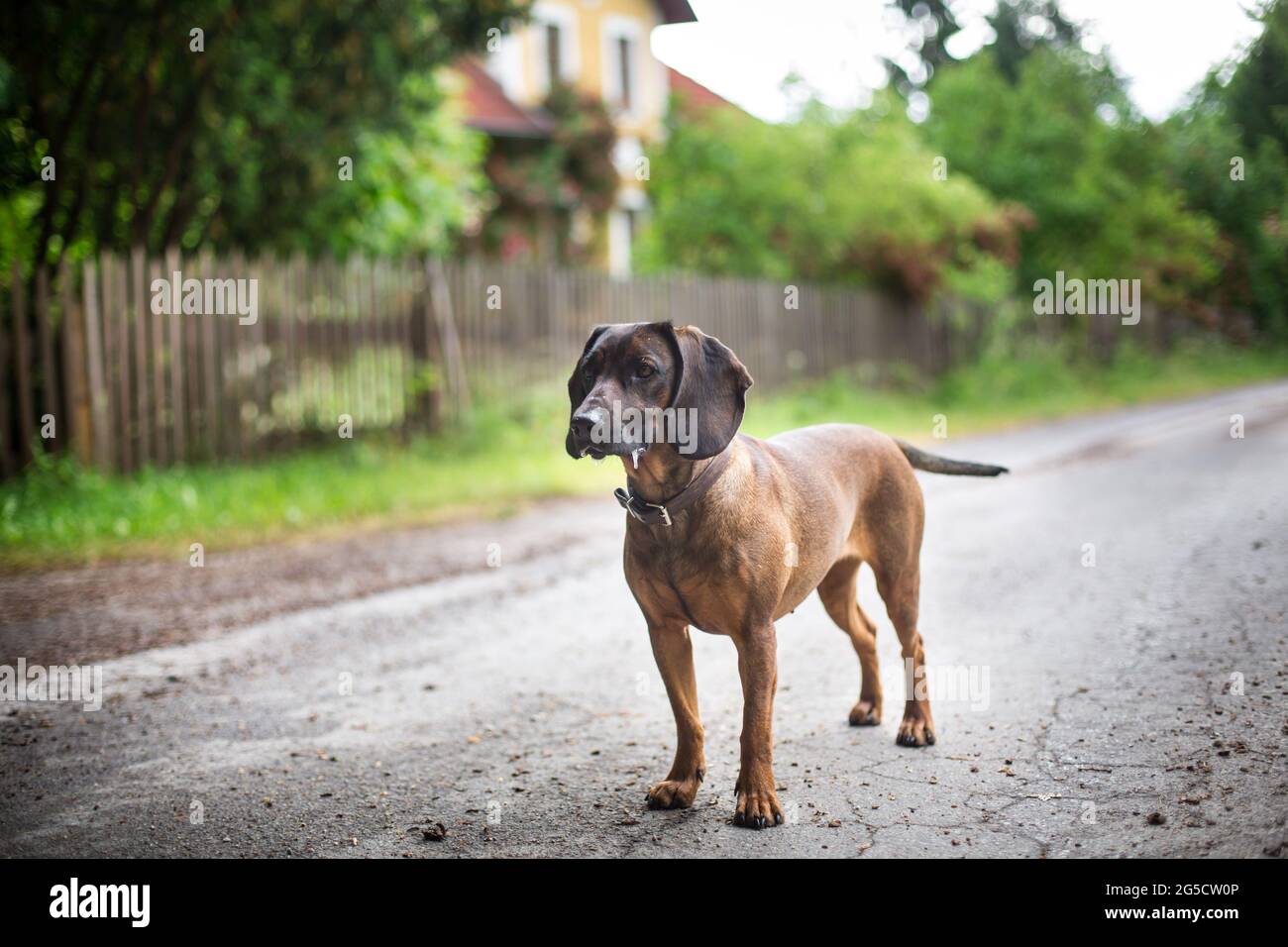 Bavarian Mountain Welding Dog standing Stock Photo - Alamy