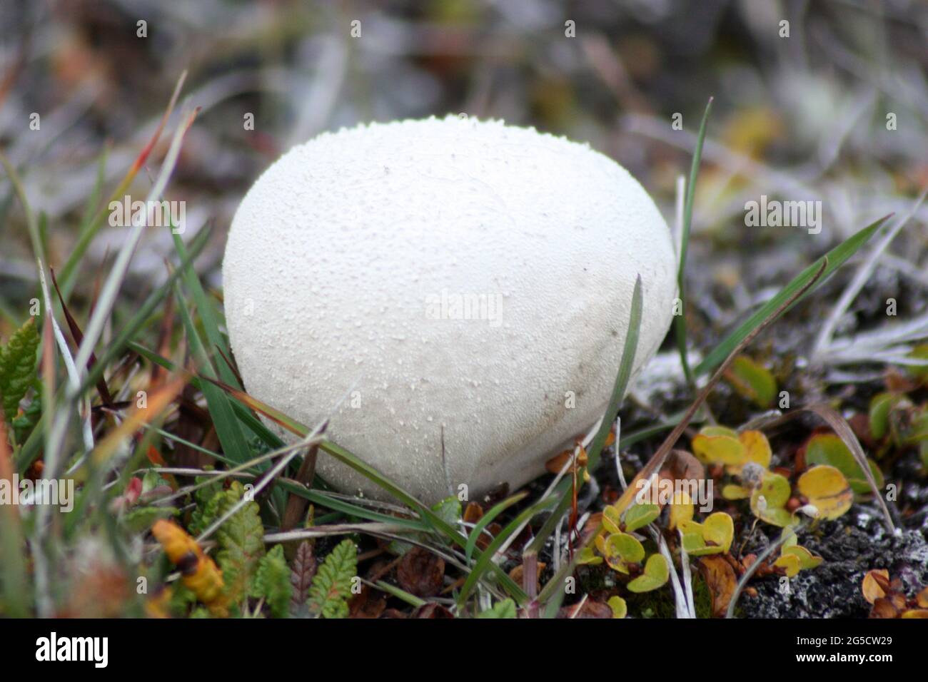 Giant bovist hi-res stock photography and images - Alamy