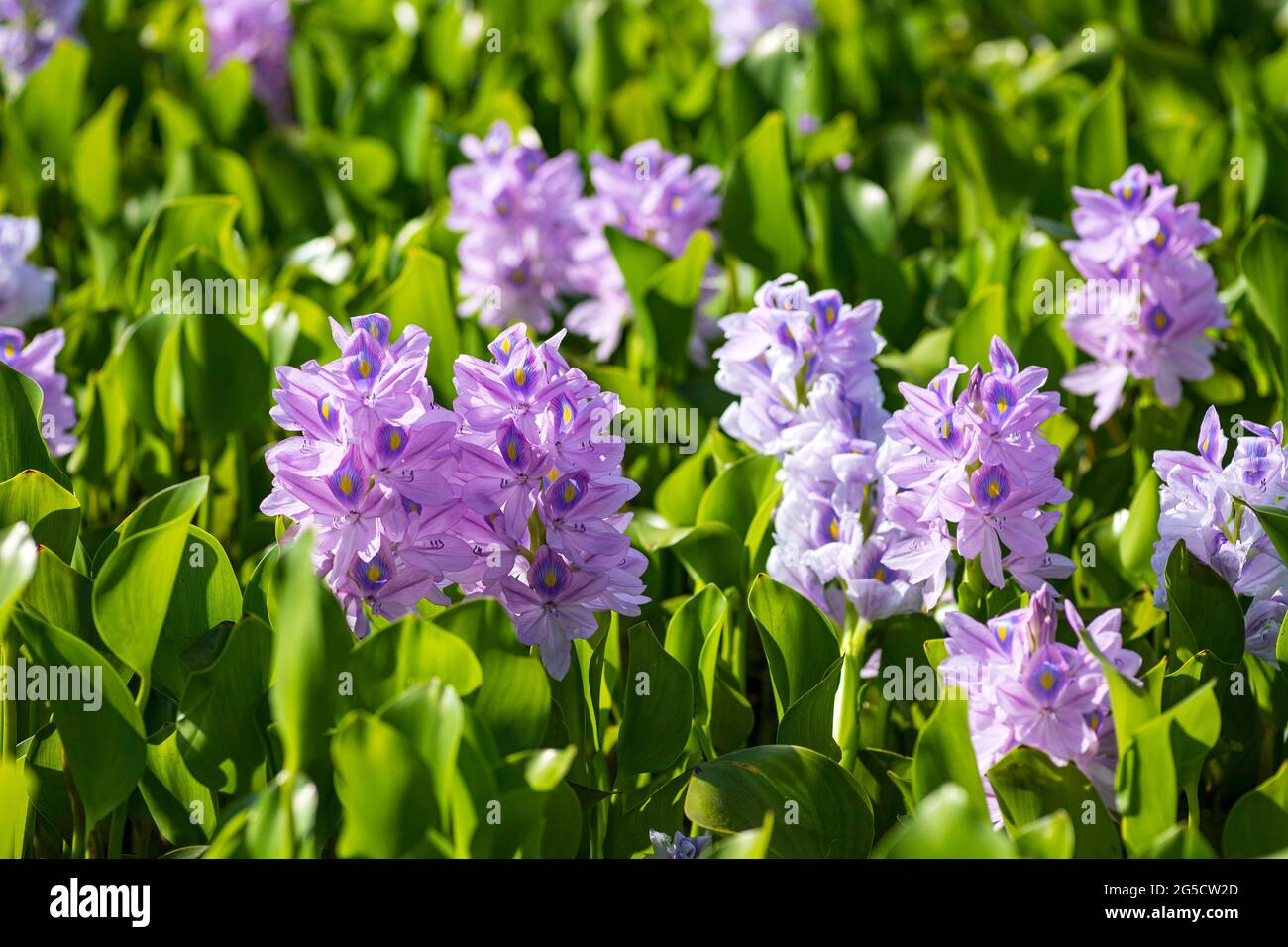 Closeup view of blooming water hyacinths growing in a natural swamp ...