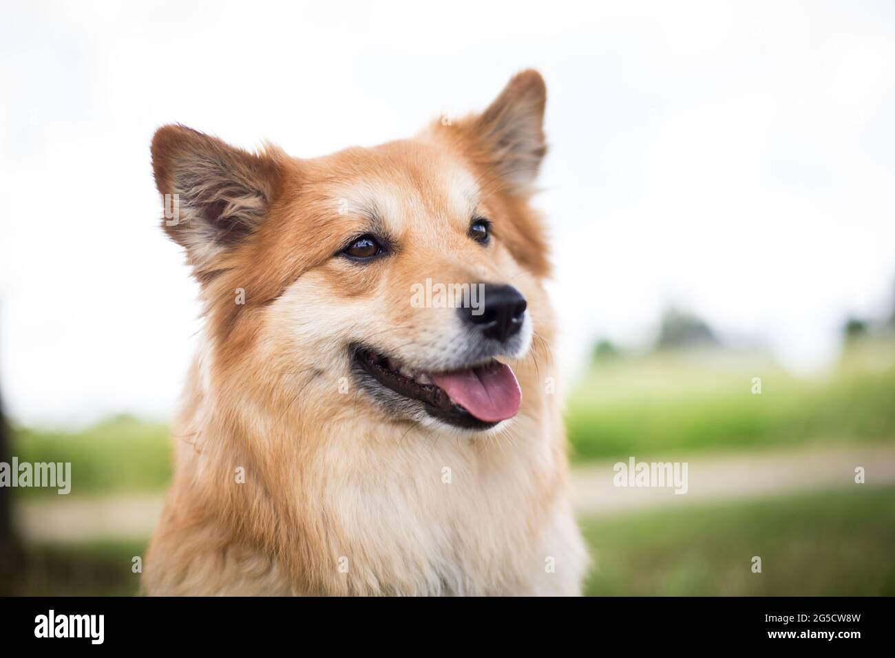 Icelandic Sheepdog Head High Resolution Stock Photography and Images ...