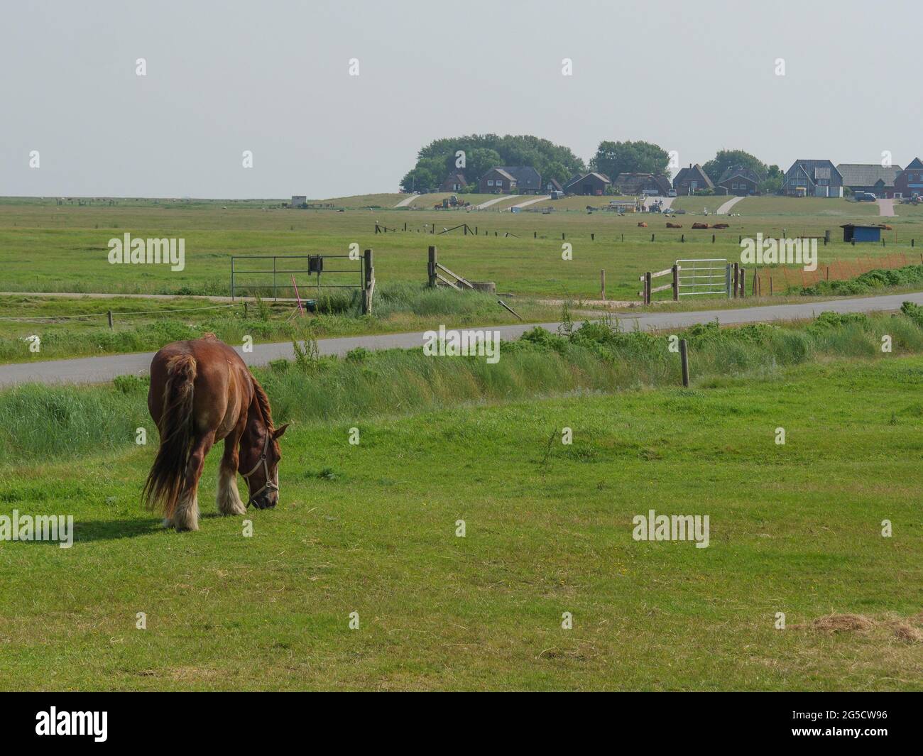 Hallig Hooge in the german north sea Stock Photo - Alamy