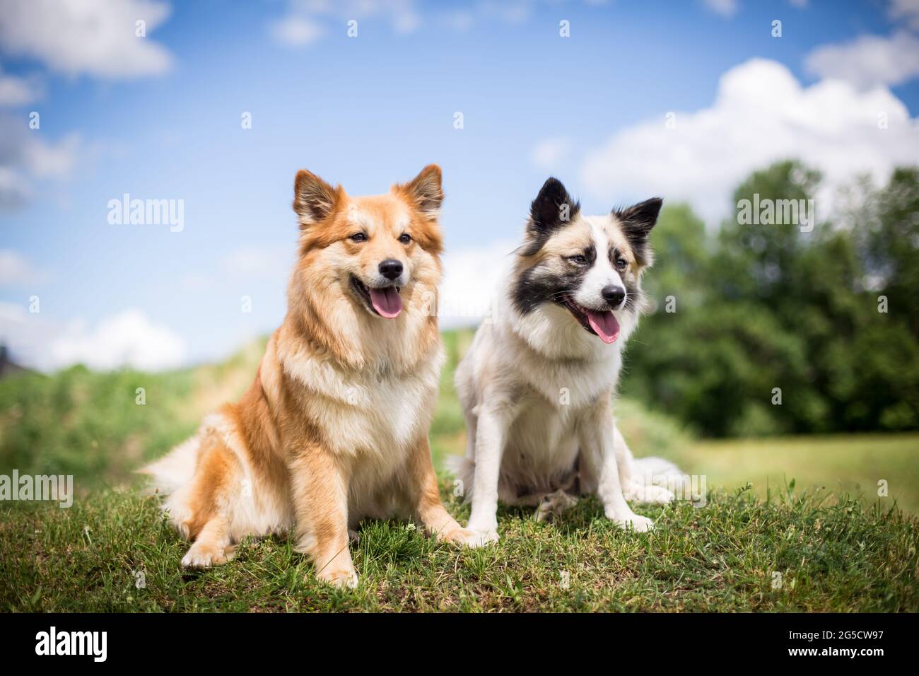 Two Icelandig Sheepdogs Stock Photo - Alamy