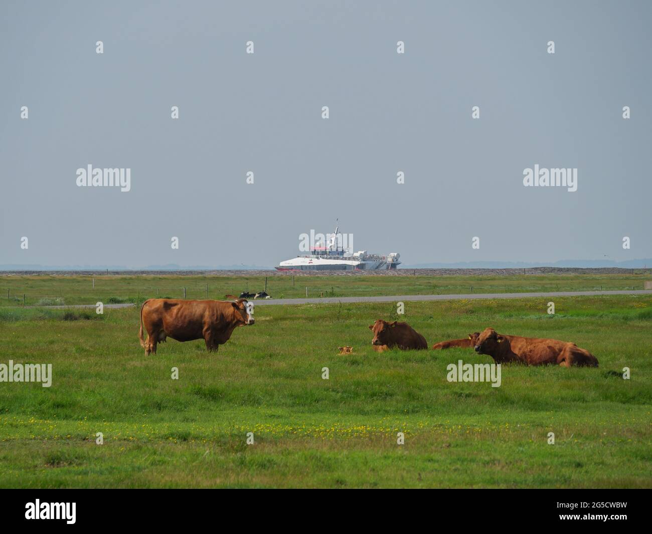 Hallig Hooge in the german north sea Stock Photo - Alamy