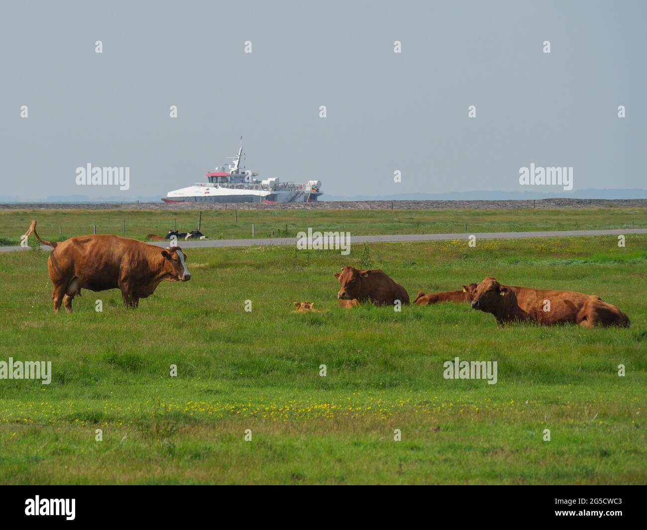Hallig Hooge in the german north sea Stock Photo - Alamy
