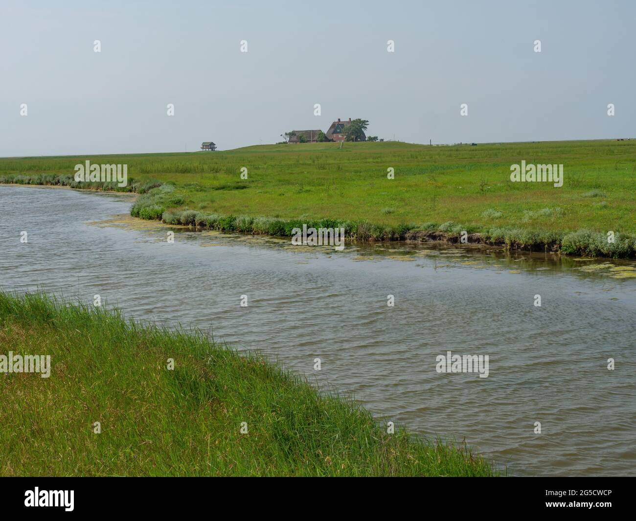 Hallig Hooge in the german north sea Stock Photo - Alamy