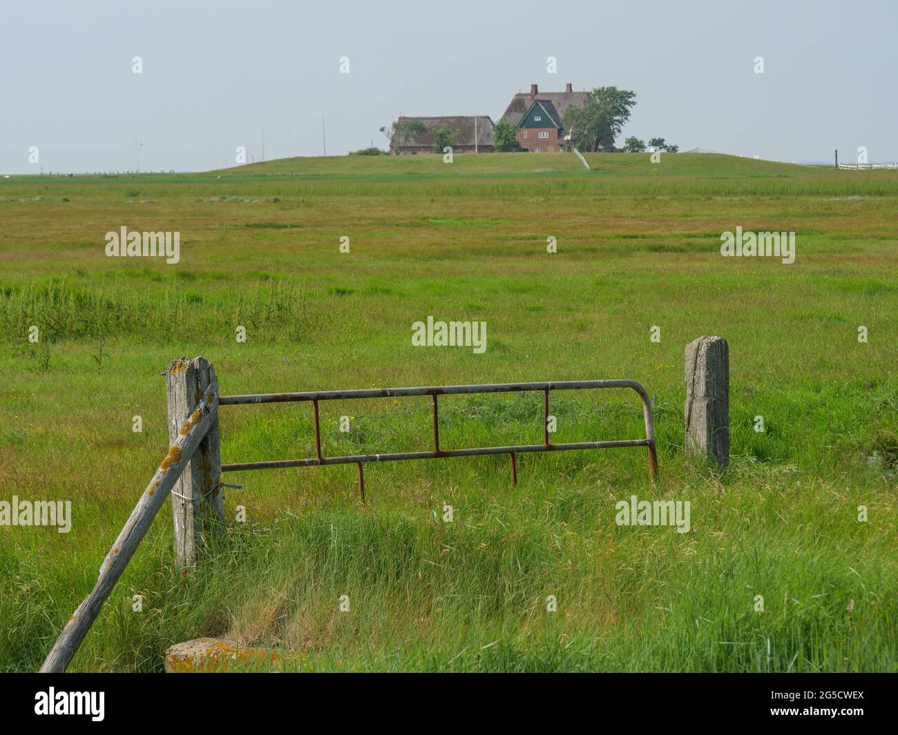 Hallig hooge horse hi-res stock photography and images - Alamy