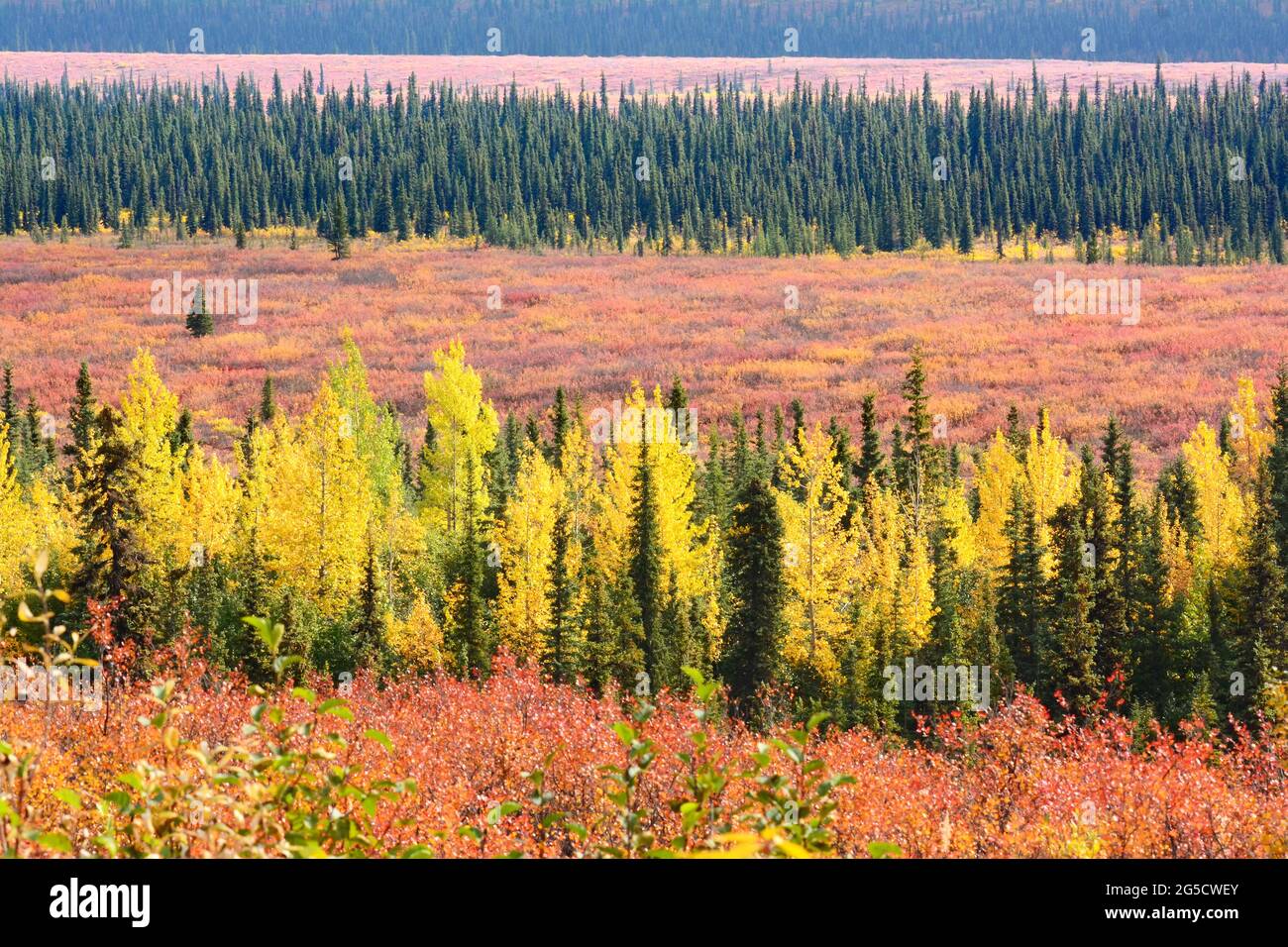 Alaska fall colors Stock Photo - Alamy