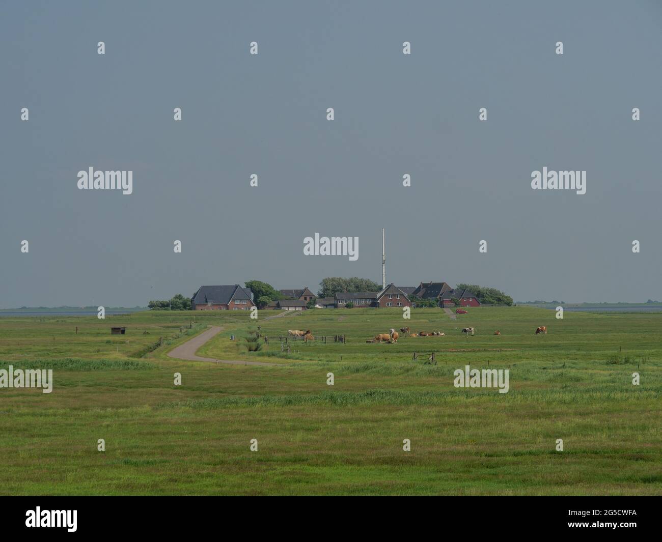 Hallig Hooge in the german north sea Stock Photo - Alamy