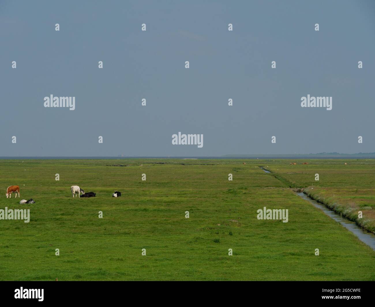 Hallig Hooge in the german north sea Stock Photo - Alamy