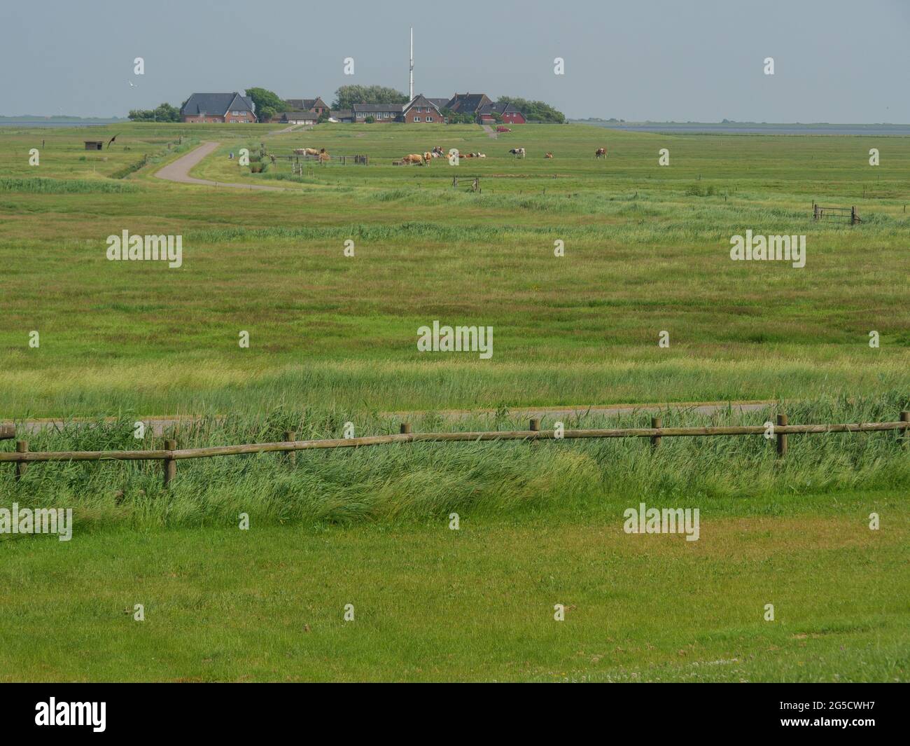 Hallig hooge horse hi-res stock photography and images - Alamy