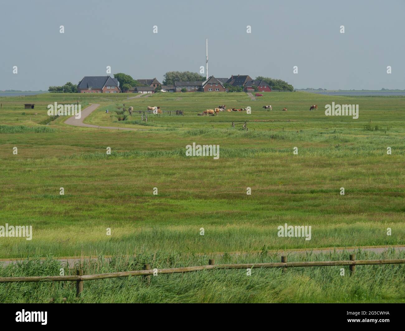 Hallig Hooge in the german north sea Stock Photo - Alamy