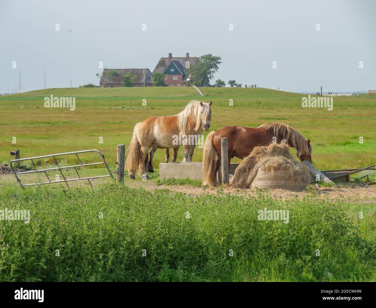 Hallig Hooge in the german north sea Stock Photo - Alamy