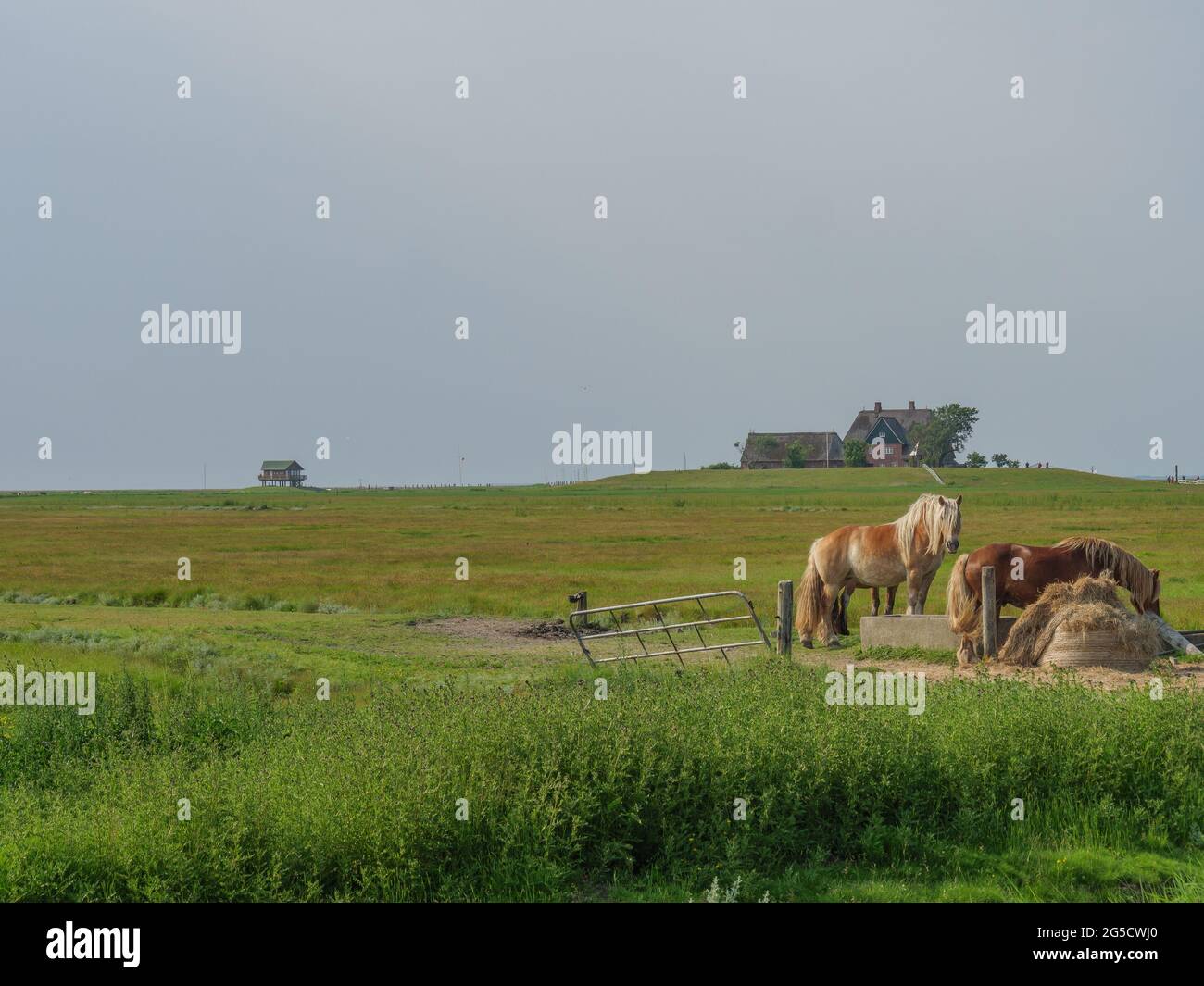Hallig Hooge in the german north sea Stock Photo - Alamy