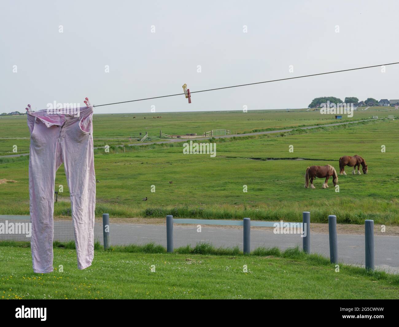 Hallig hooge horse hi-res stock photography and images - Alamy