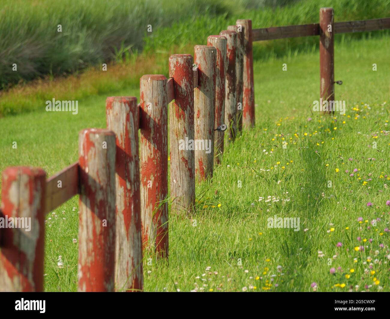 Hallig Hooge in the german north sea Stock Photo - Alamy