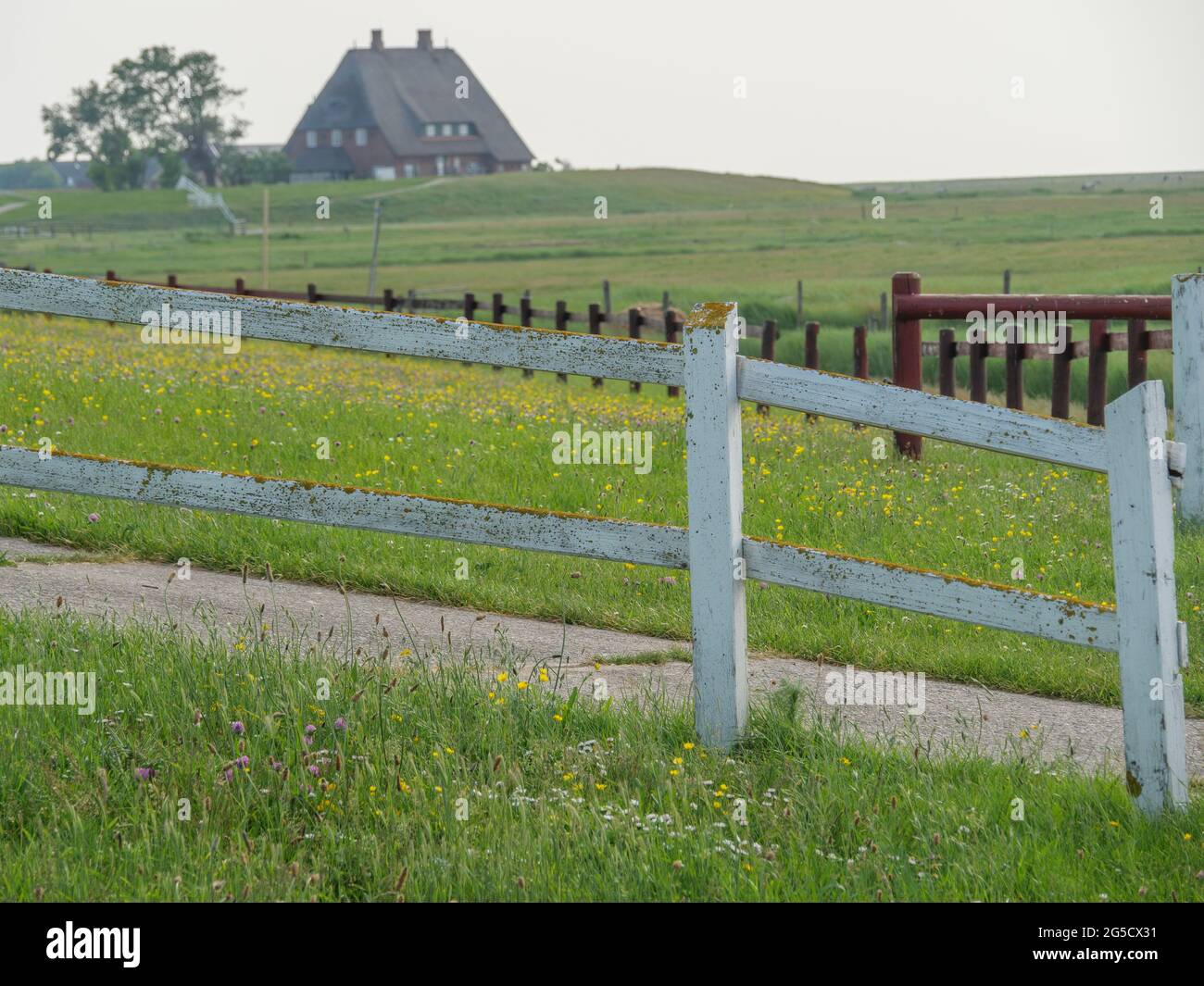 Hallig hooge horse hi-res stock photography and images - Alamy