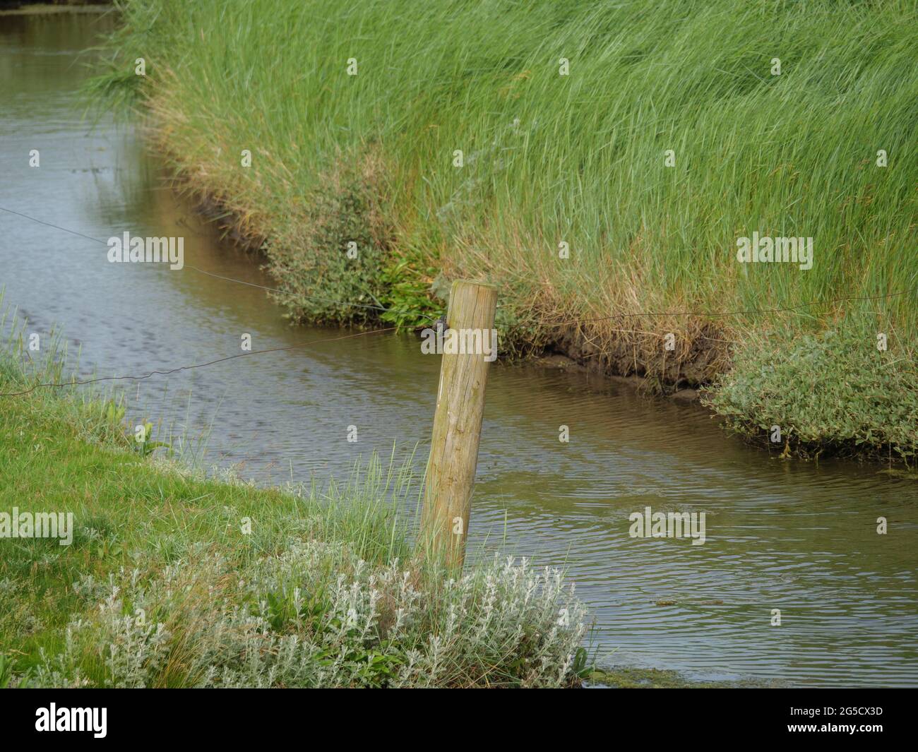 Hallig hooge horse hi-res stock photography and images - Alamy