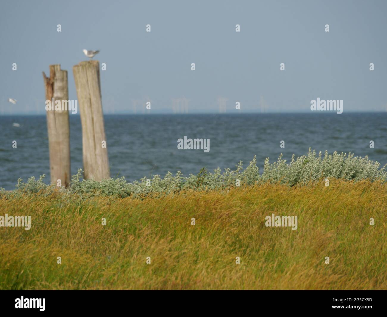 Hallig Hooge in the german north sea Stock Photo - Alamy
