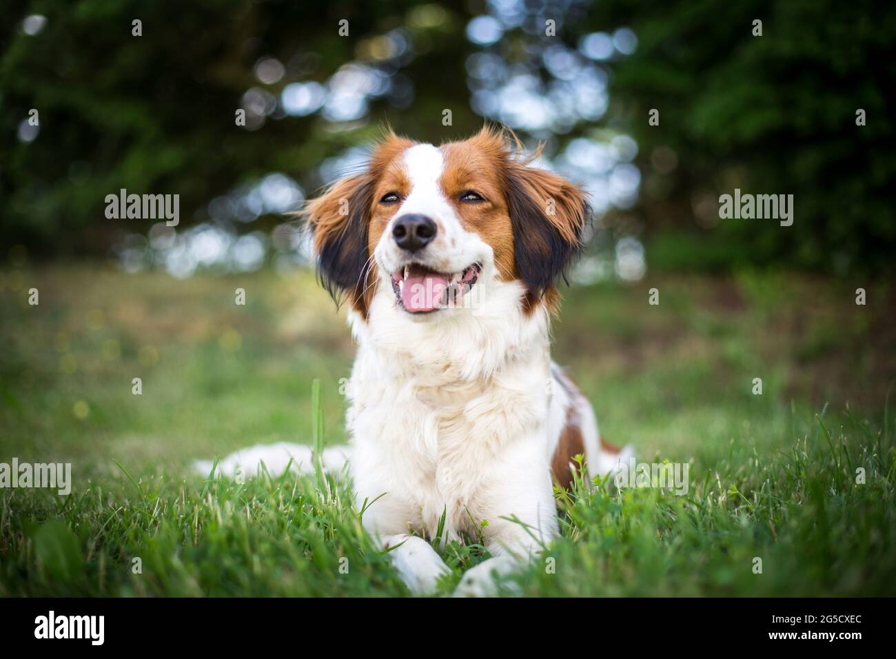 Nederlandse kooikerhondje hi-res stock photography and images - Alamy