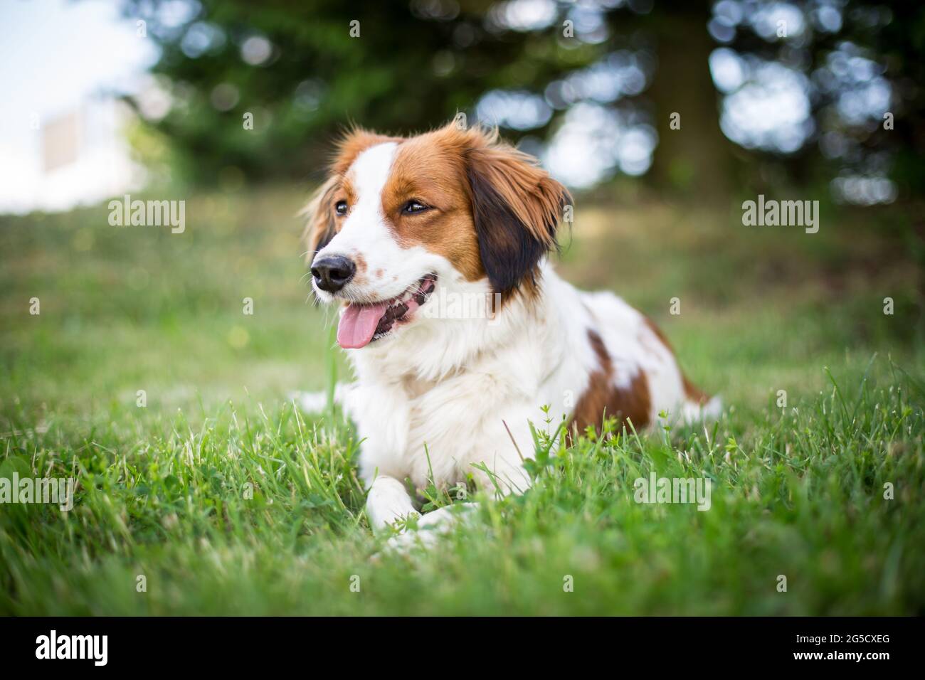 Nederlandse hi-res stock photography and images - Alamy