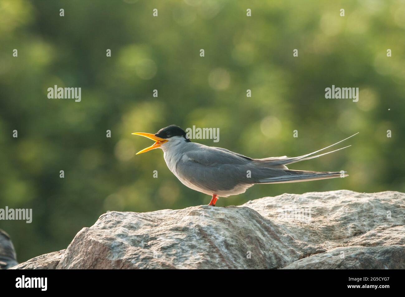 Tern species hi-res stock photography and images - Alamy