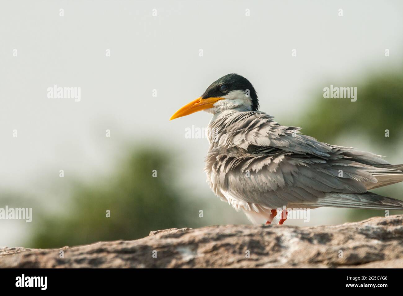 Indian river-tern, a resident breeder along the freshwater river on the ...
