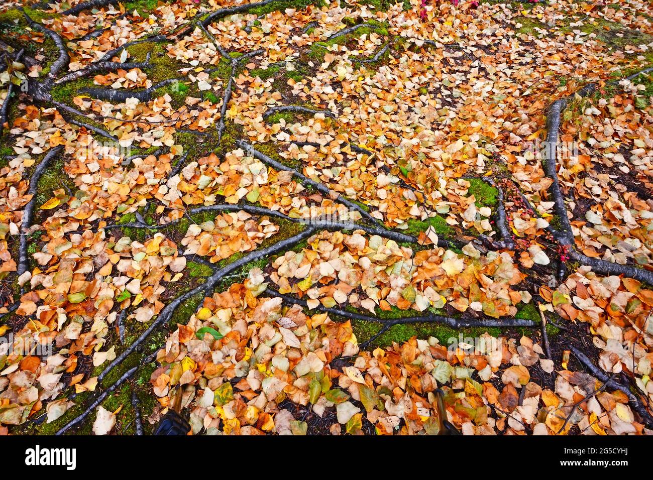 Ancient leaves and structure hi-res stock photography and images - Alamy