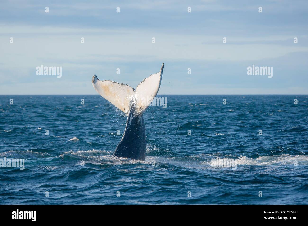 Splashing whales hi-res stock photography and images - Alamy