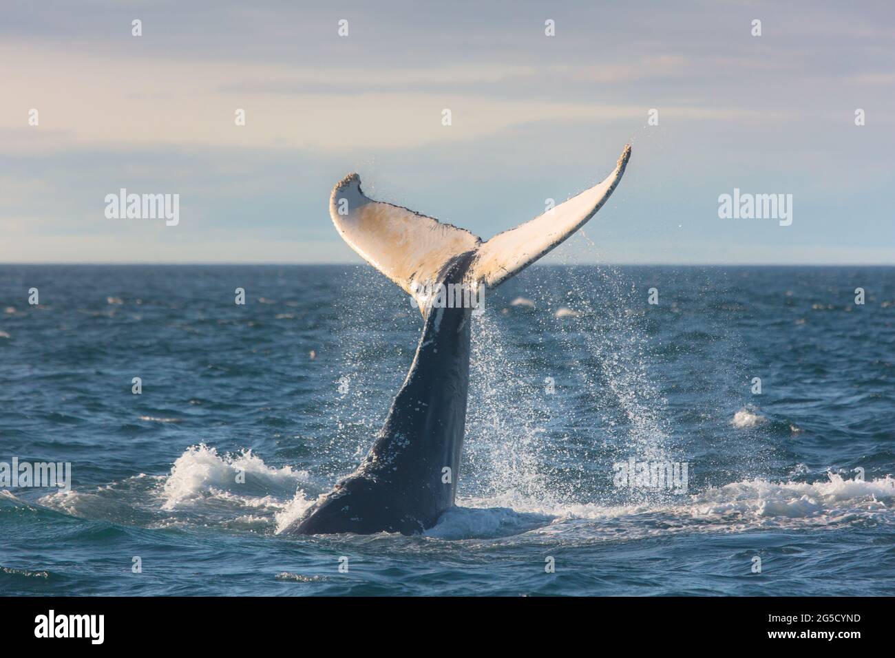 Humpback whale jumping out of the ocean water and splashing, Bay of ...
