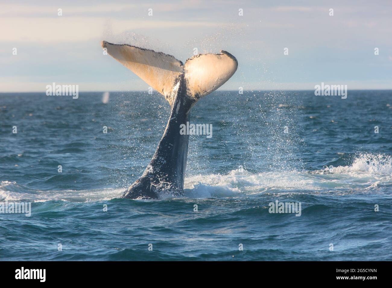 Canada whale jumping hi-res stock photography and images - Alamy