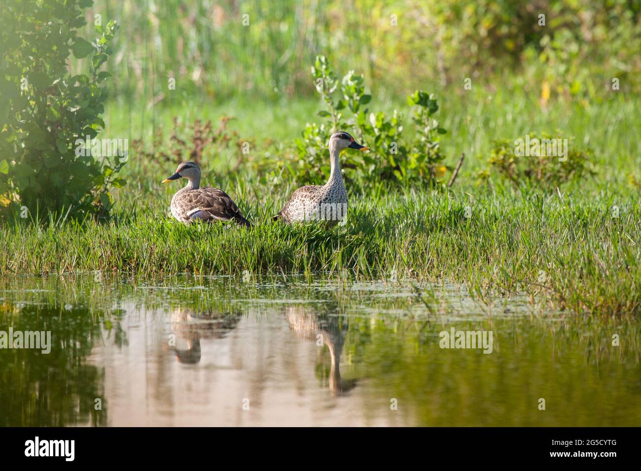 Two spot-billed ducks in their natural habitat at Linagabudhi Lake ...