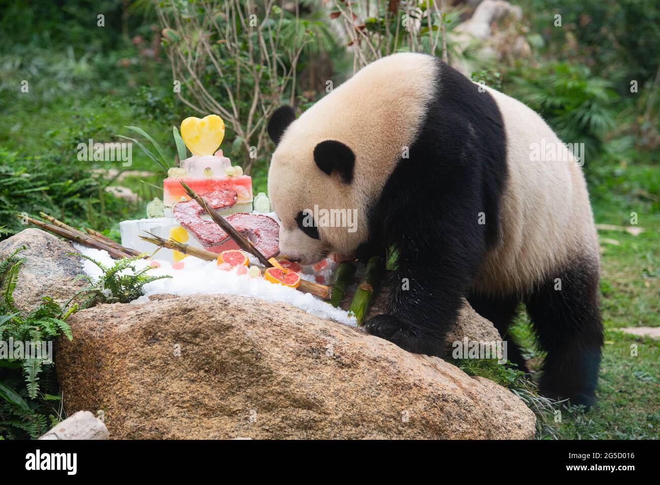 Macao, China. 26th June, 2021. Giant panda Jianjian eats a birthday ...