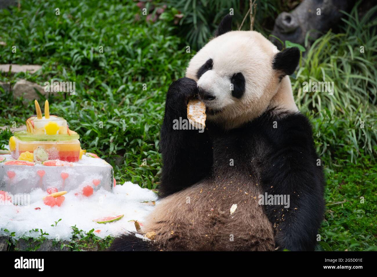 Macao, China. 26th June, 2021. Giant panda Kangkang eats a birthday ...
