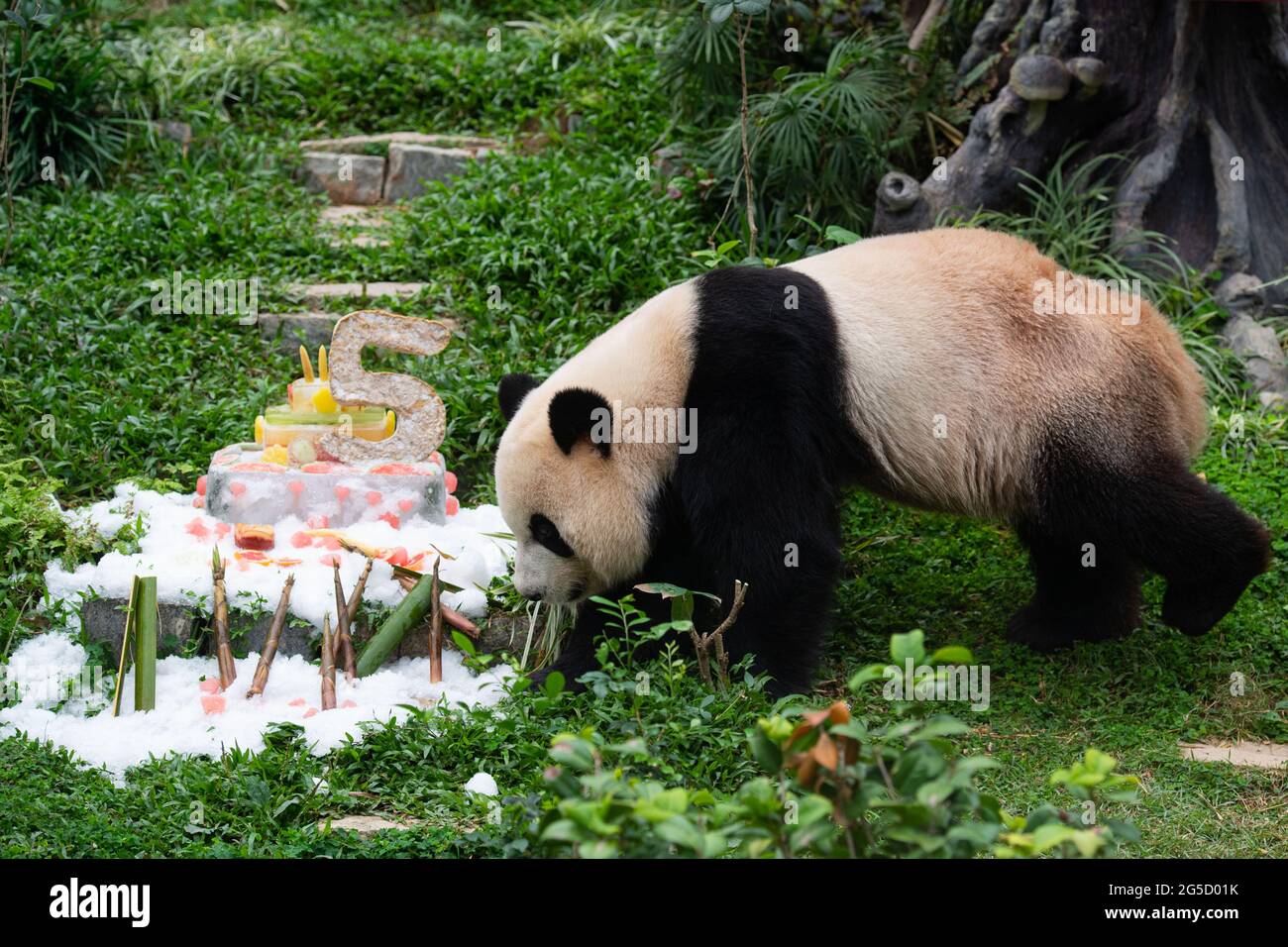 Macao, China. 26th June, 2021. Giant panda Kangkang eats a birthday ...