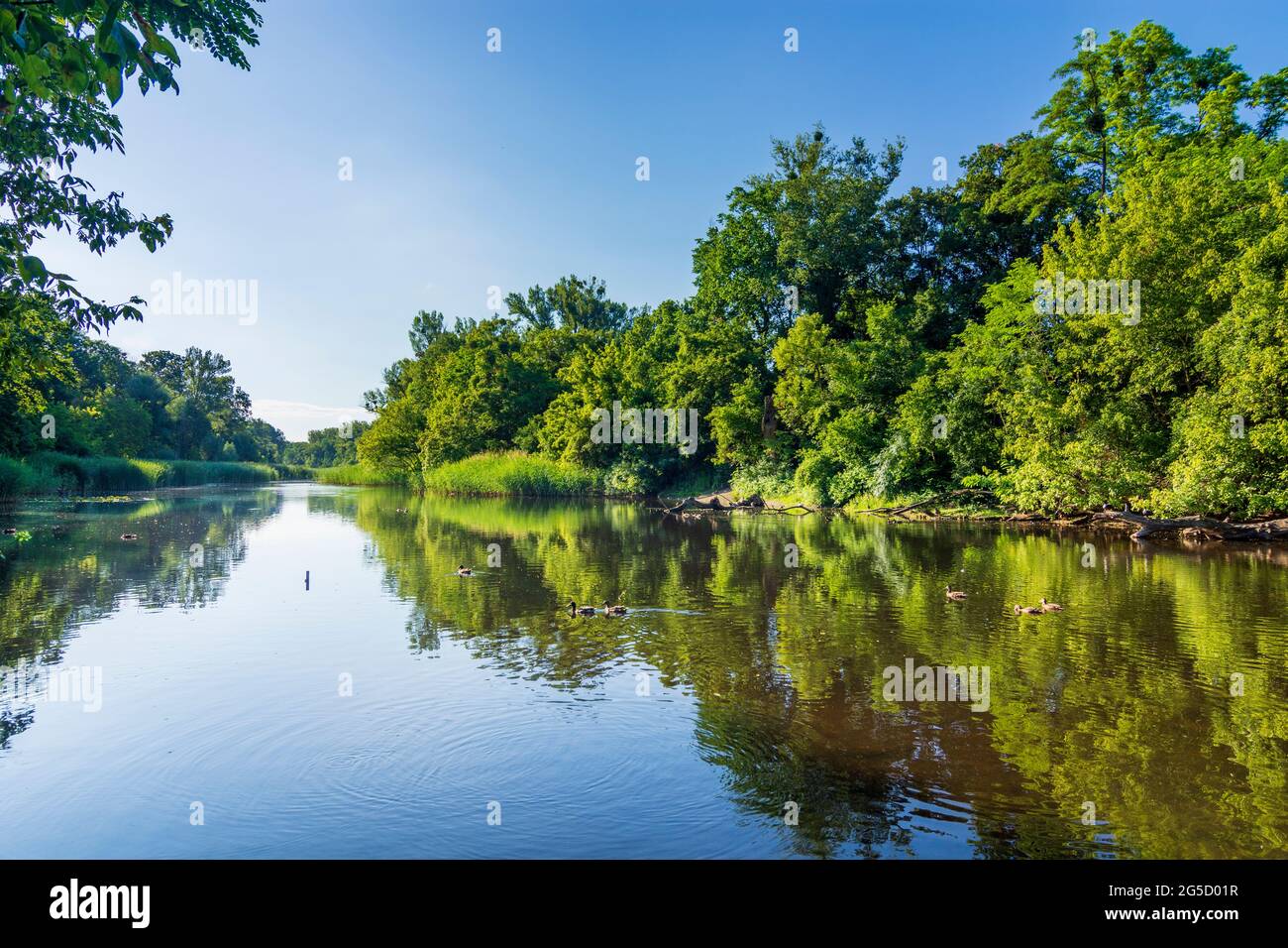 Wien, Vienna: oxbow lake Lusthauswasser in park Prater in 02 ...