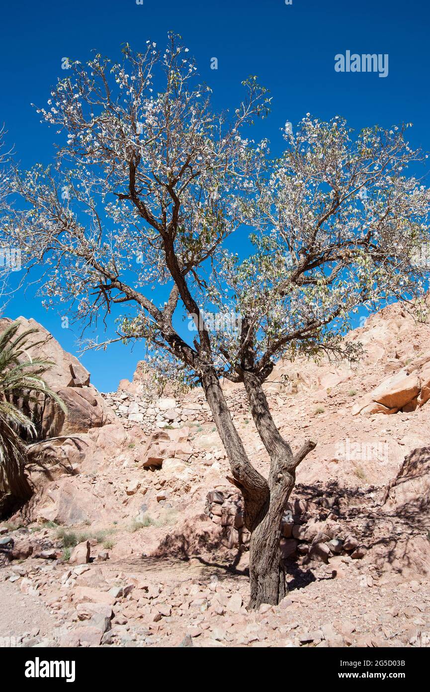EGYPT, SINAI: Almond trees. The town of Saint Catherine lies 1600m ...