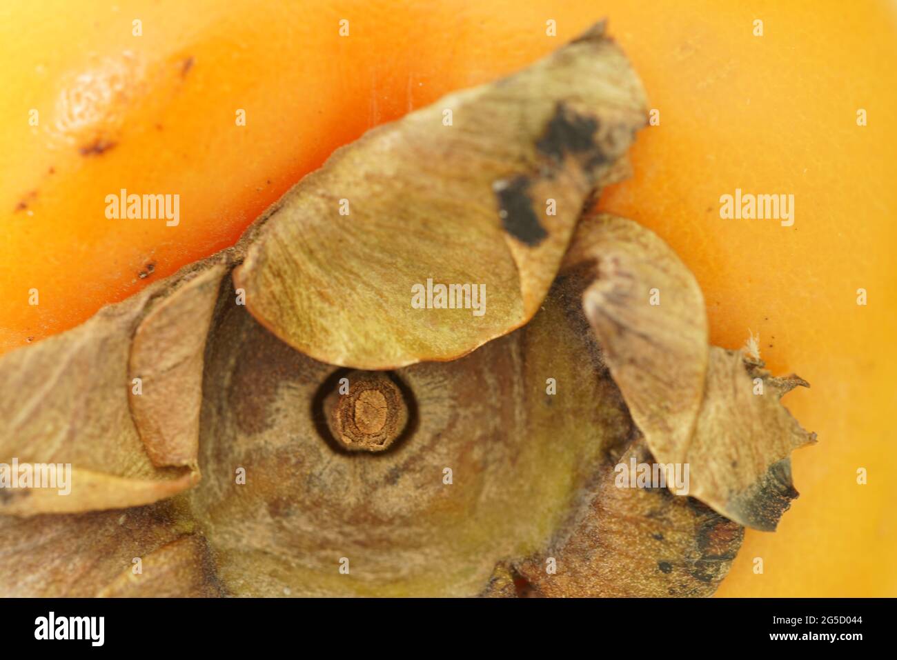 Sharon sweet hi-res stock photography and images - Alamy