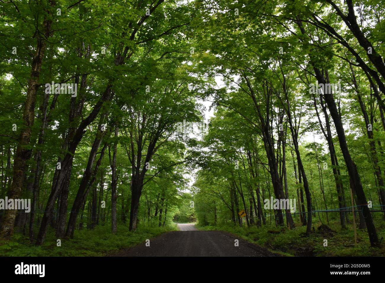 Arbre maple hi-res stock photography and images - Alamy