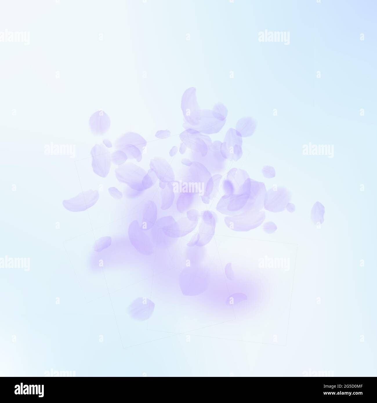 Violet flower petals falling down. Stylish romantic flowers explosion ...