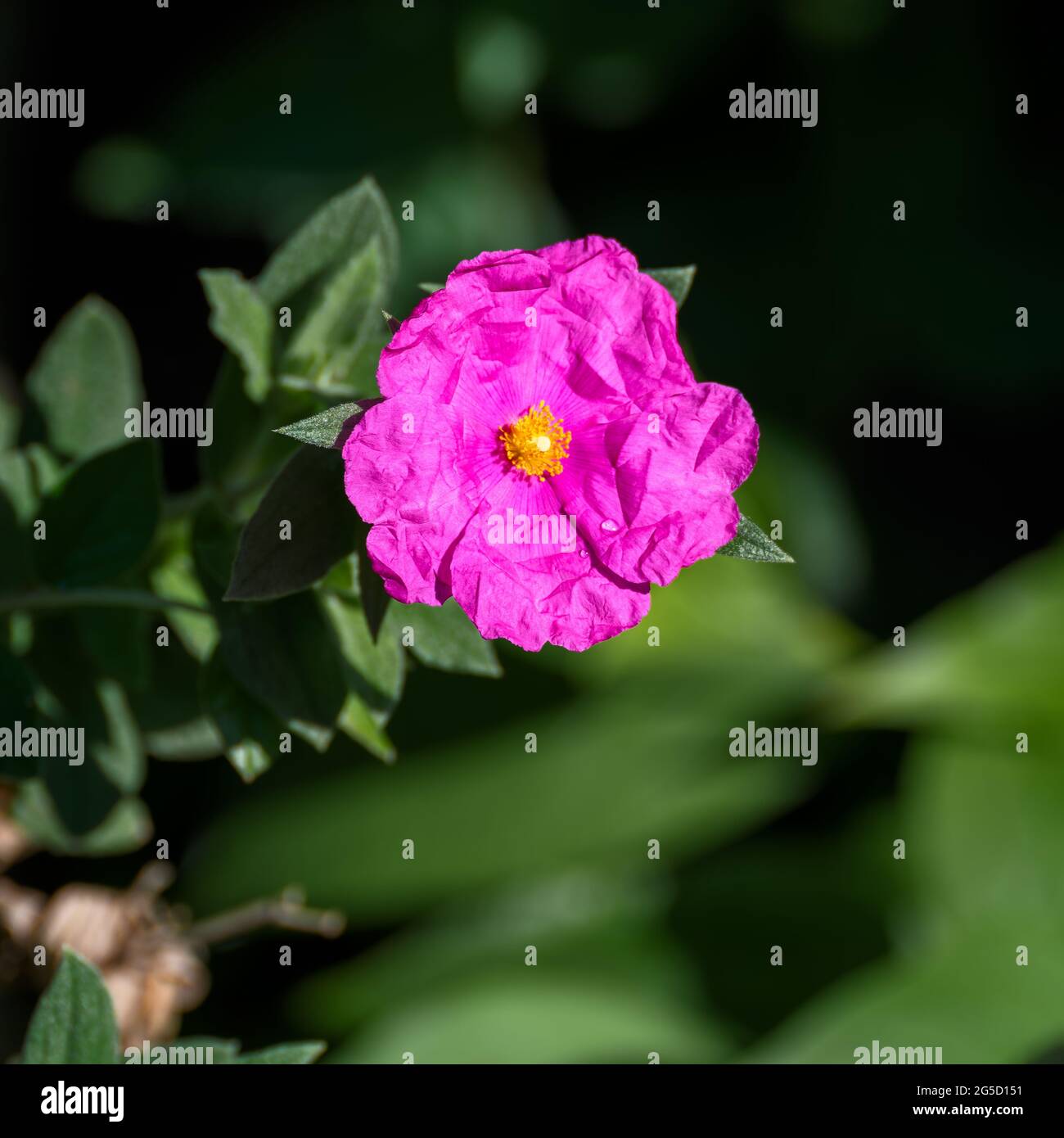 Pink Cistus flowering in a garden in West Sussex Stock Photo - Alamy
