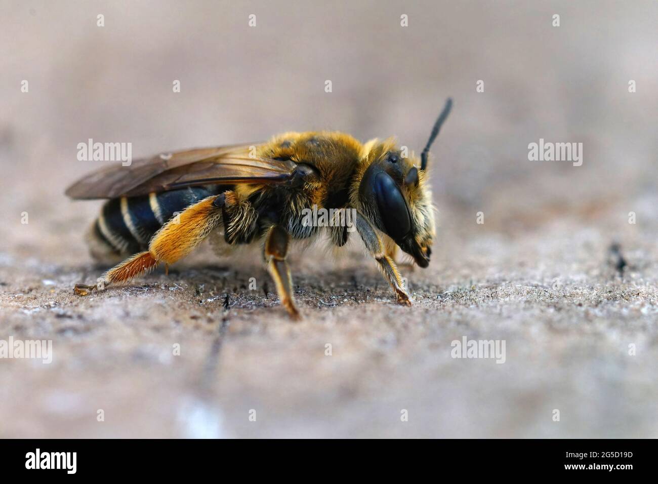 Macro shot of a female small Gorse mining bee or Andrena Ovatula on ...