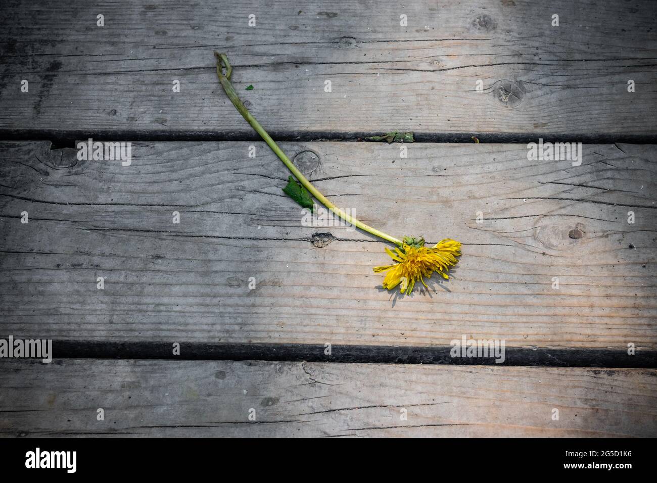 Dandelion top hi-res stock photography and images - Alamy