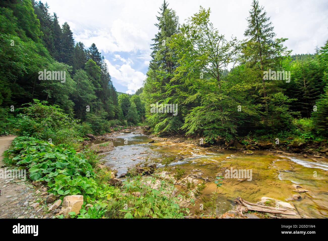 Small river flows through mountain forest. Pure nature scenery Stock ...