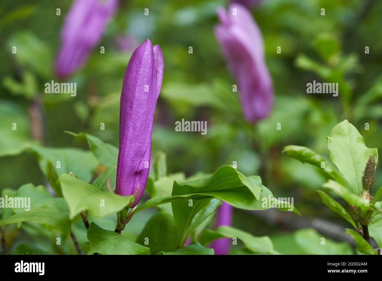 Detail of Magnolia liliiflora flower. Known as Lily Magnolia. Violet ...
