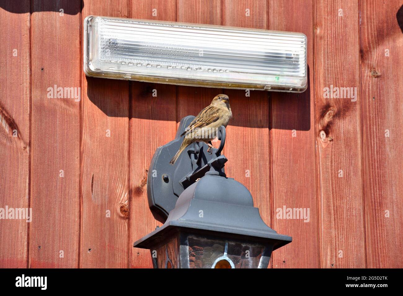 National bird of great britain hi-res stock photography and images - Alamy