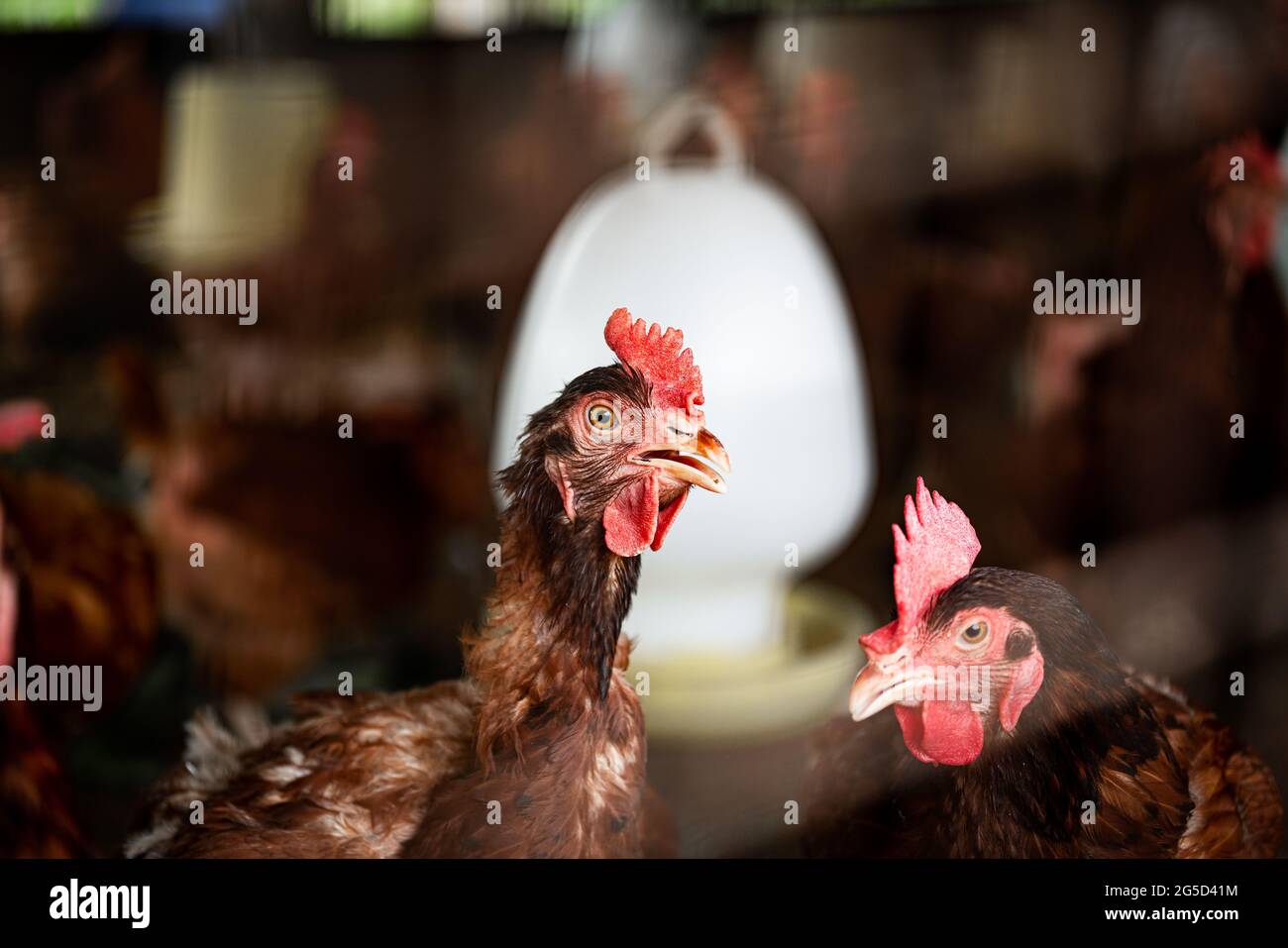 Hens in bio farm.,Chickens in farm at day Stock Photo - Alamy