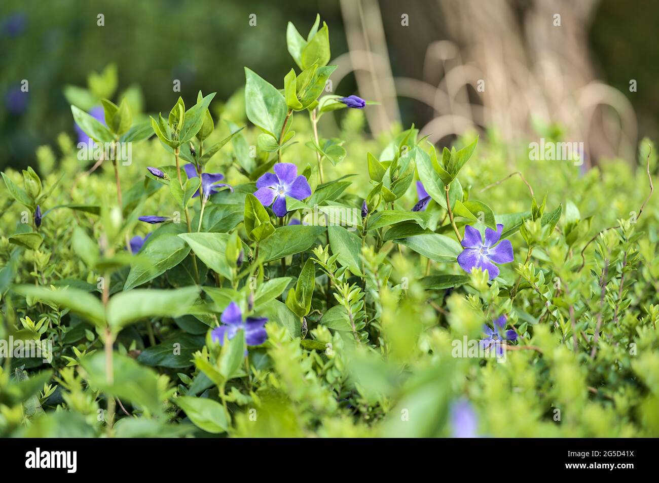 Beautiful bright view of blue common periwinkle (Vinca Apocynaceae ...