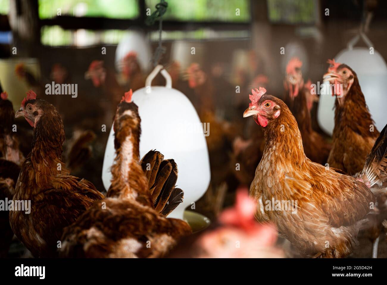 Hens in bio farm.,Chickens in farm at day Stock Photo - Alamy