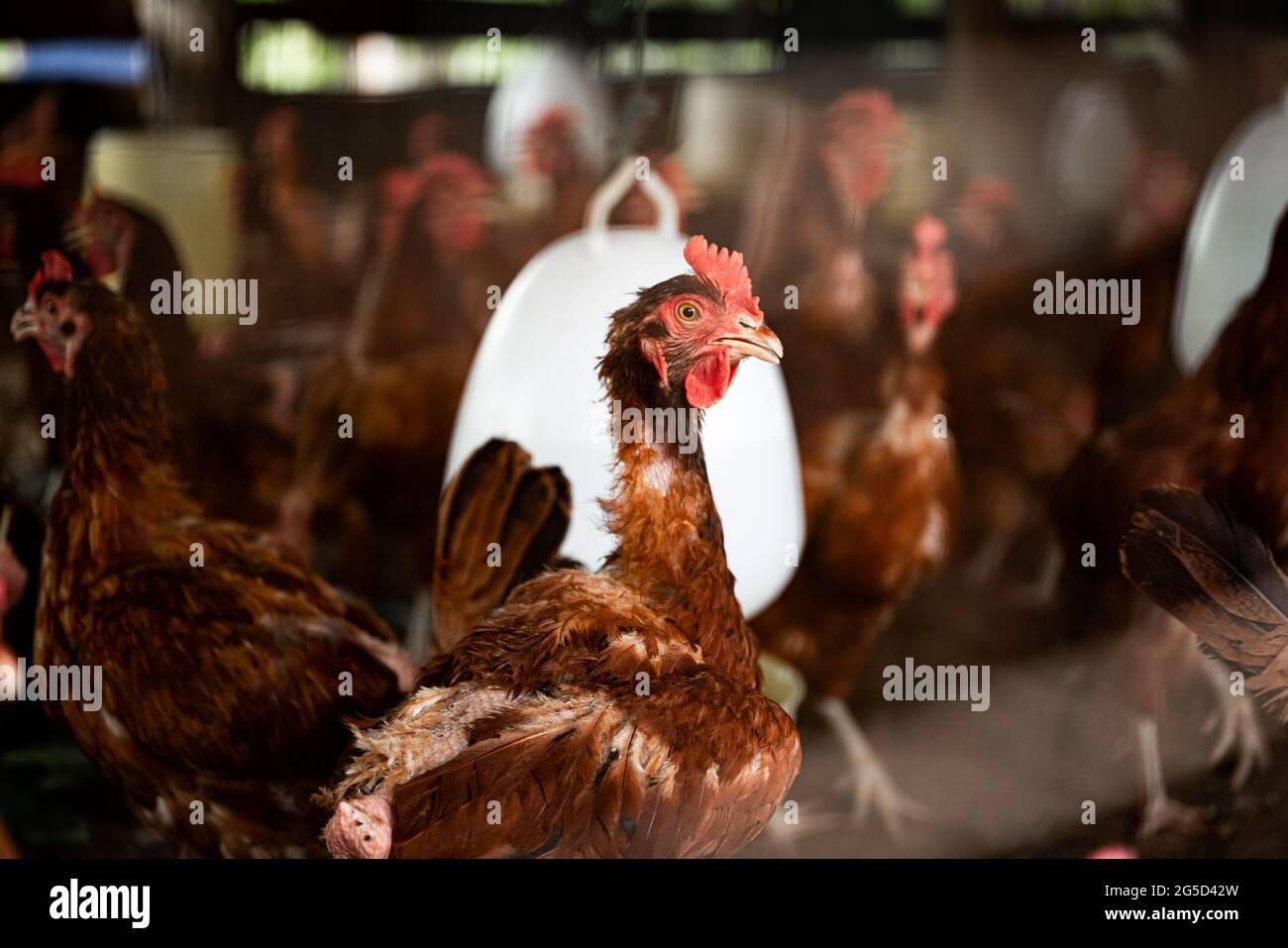 Hens in bio farm.,Chickens in farm at day Stock Photo - Alamy