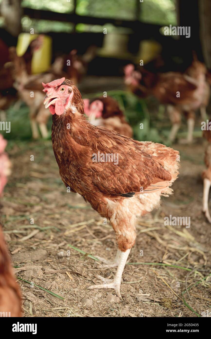 Hens in bio farm.,Chickens in farm at day Stock Photo - Alamy